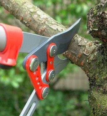 Tree Pruning, Crown Reduction | Croydon, London